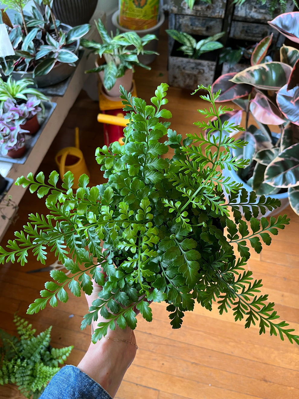 6" Fern - Austral Gem – Botanologica