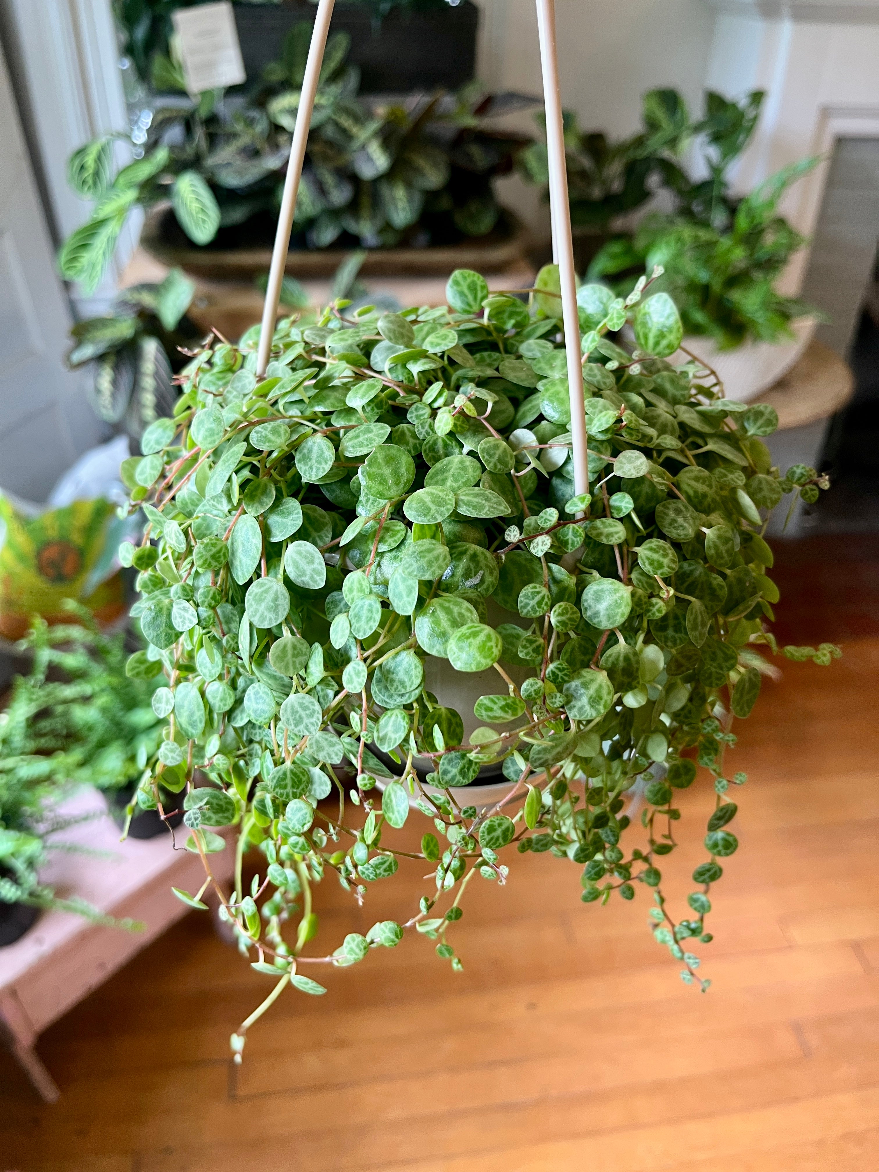 5" HB String of Turtles – Botanologica